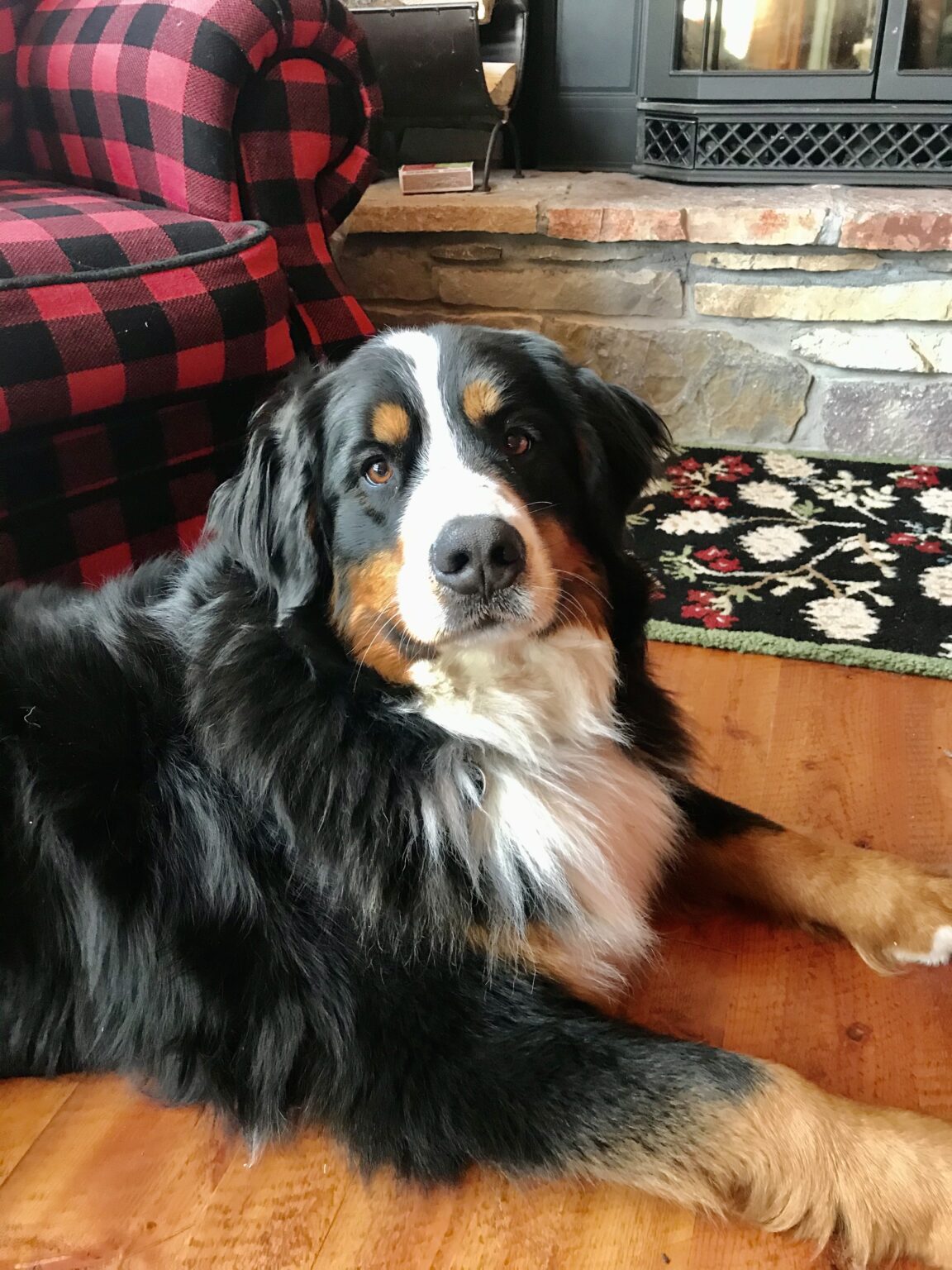A Berner at Home: The Perfect Family Pet, the Bernese Mountain Dog ...
