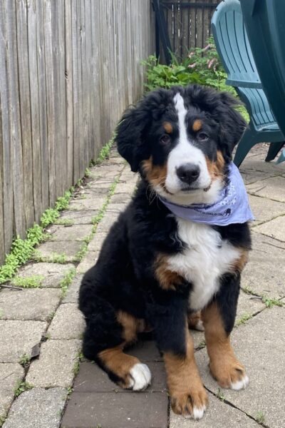 A Berner at Home: The Perfect Family Pet, the Bernese Mountain Dog ...