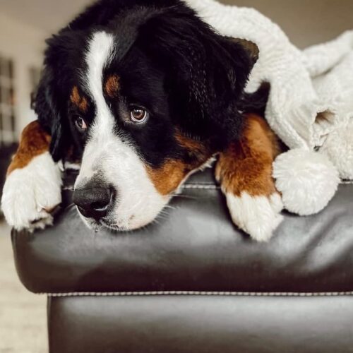 A Berner at Home: The Perfect Family Pet, the Bernese Mountain Dog ...