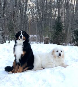 A Berner at Home: The Perfect Family Pet, the Bernese Mountain Dog ...