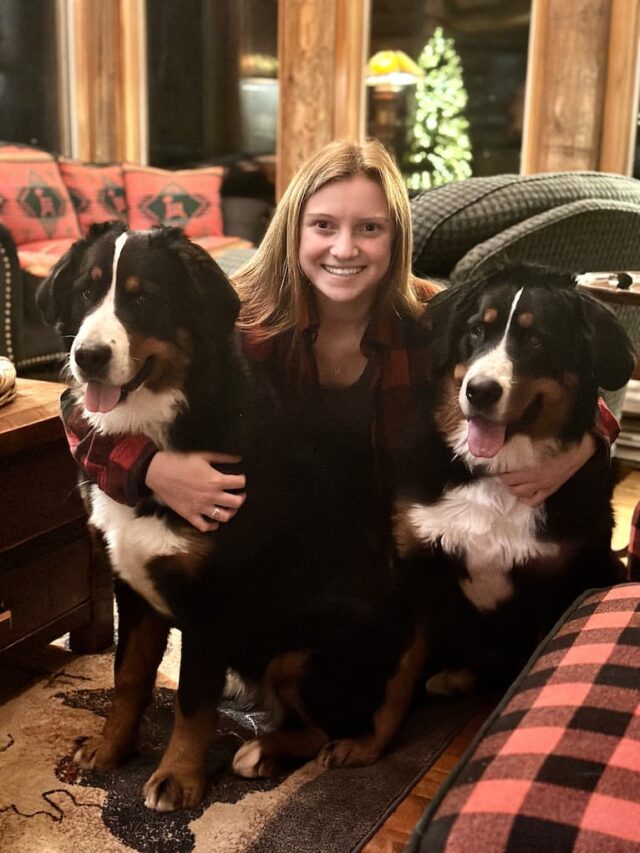 A Berner at Home: The Perfect Family Pet, the Bernese Mountain Dog ...