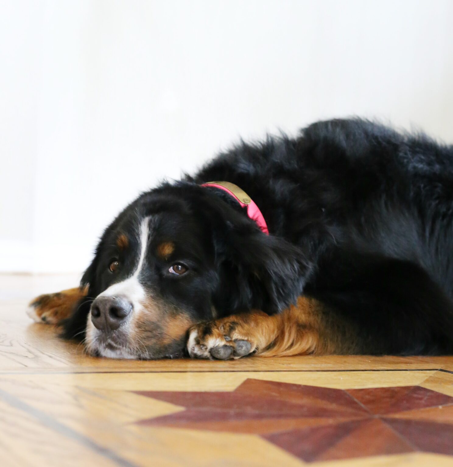 A Berner at Home: The Perfect Family Pet, the Bernese Mountain Dog ...