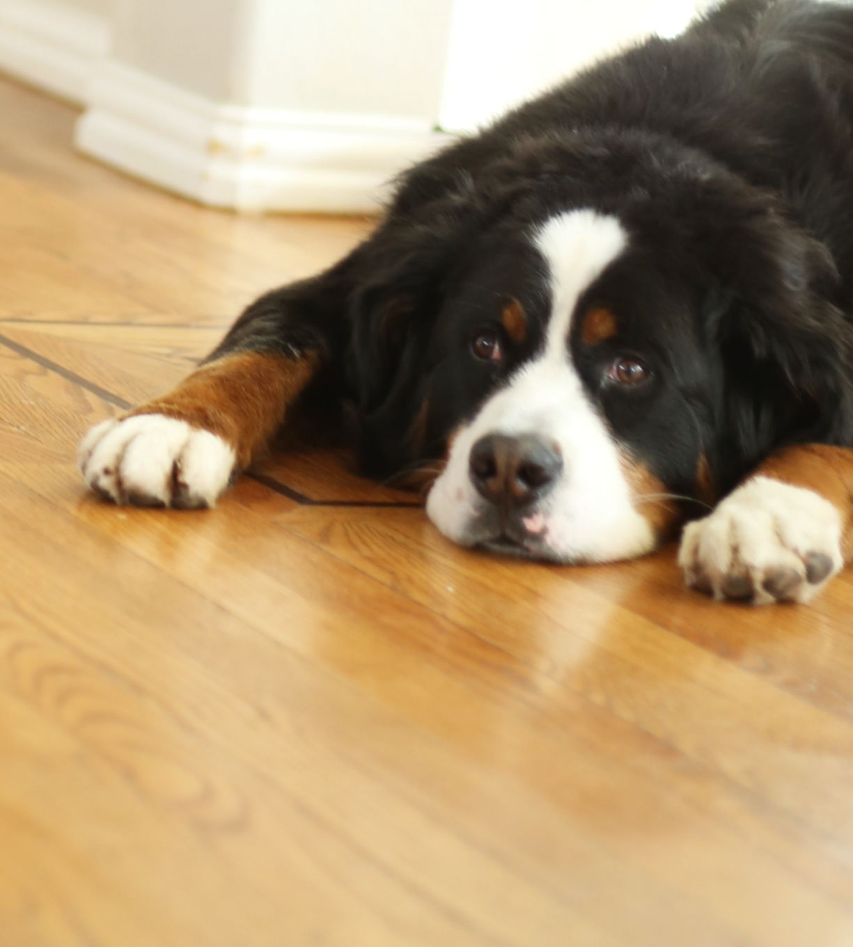 A Berner at Home: The Perfect Family Pet, the Bernese Mountain Dog ...
